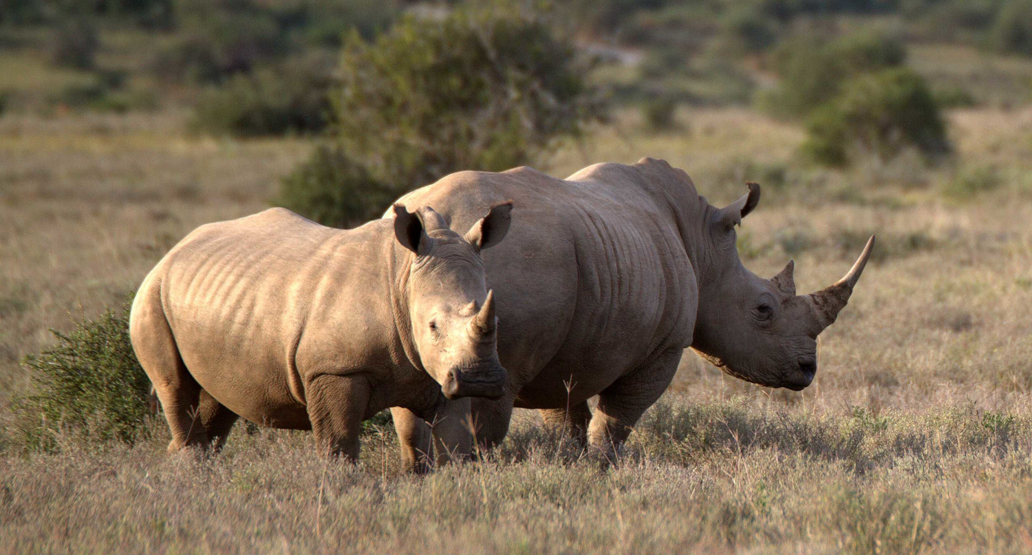 Chinese Man Caught With $240K Worth Of Rhino Horns In Zimbabwe ⋆ ...