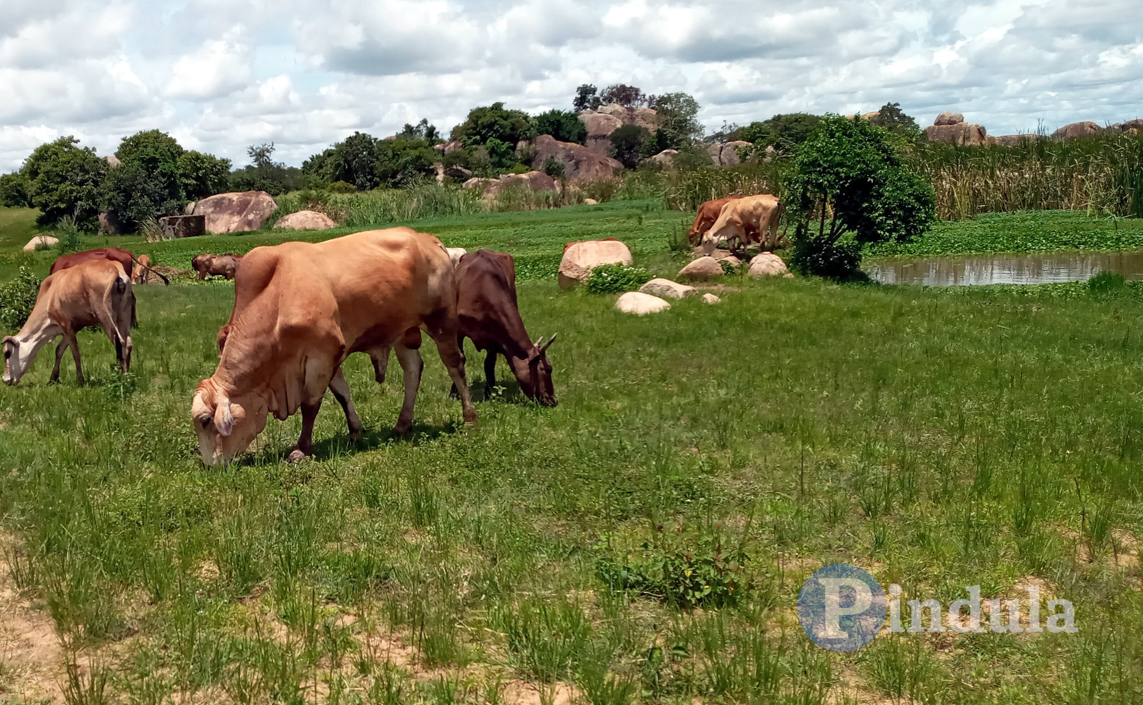 Zimbabwe’s Cattle Herd Rises To 5.7 Million ⋆ Pindula News