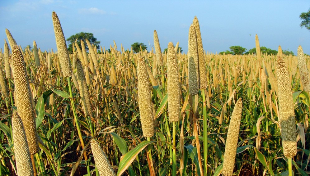 "Millet Is The New Maize In Zimbabwe" As Food Insecurity Piles Pressure ...