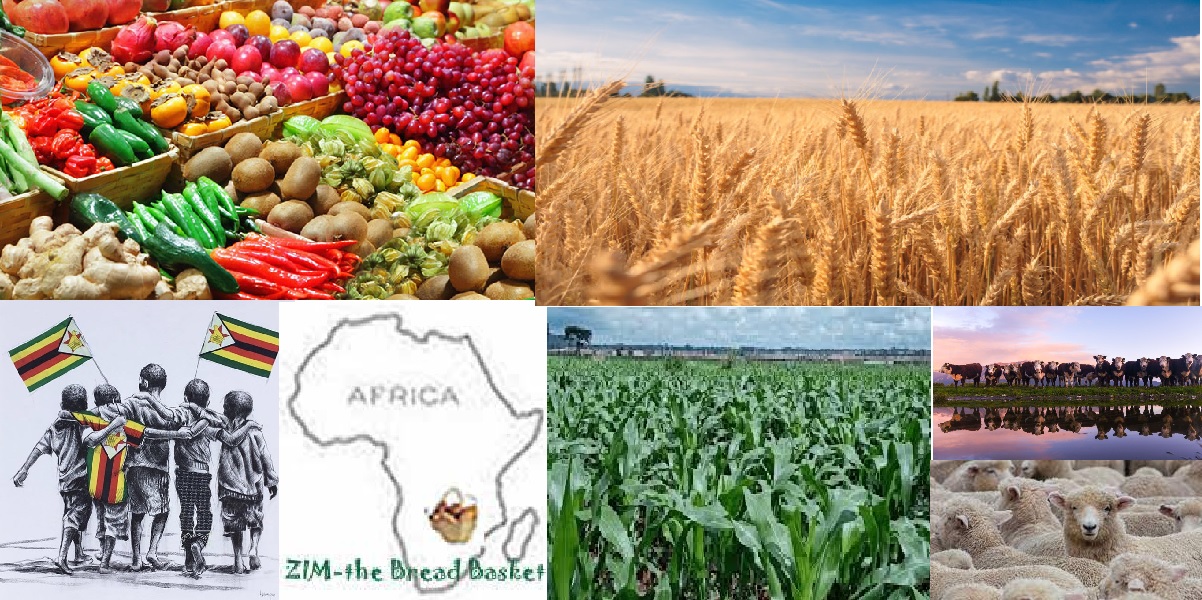 Zimbabwe Now Southern African Breadbasket - Bhasera ⋆ Pindula News