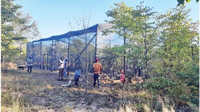 Forestry Commission Intervenes To Save Mopane Worms ⋆ Pindula News