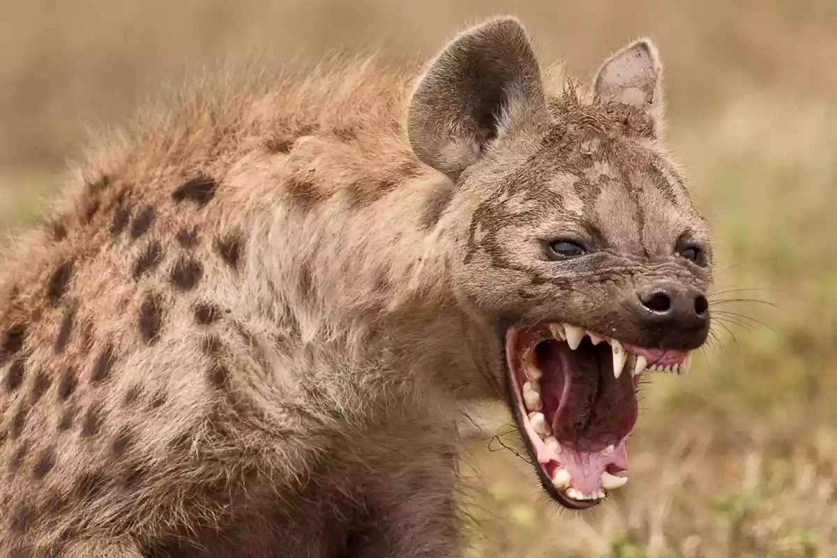 Hyena Attack In Hwange Leaves Man Seriously Injured ⋆ Pindula News