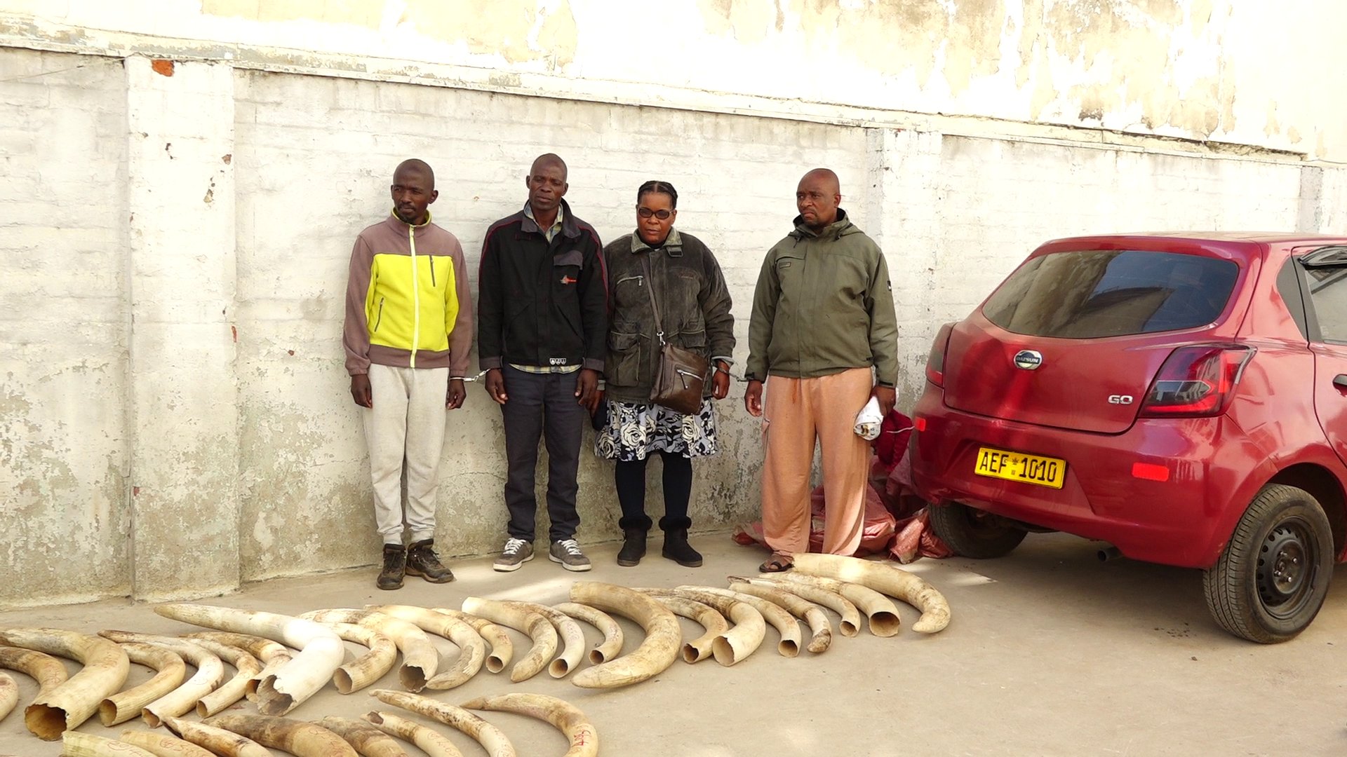 Nine Arrested In Major Ivory Busts In Harare And Victoria Falls ⋆ ...