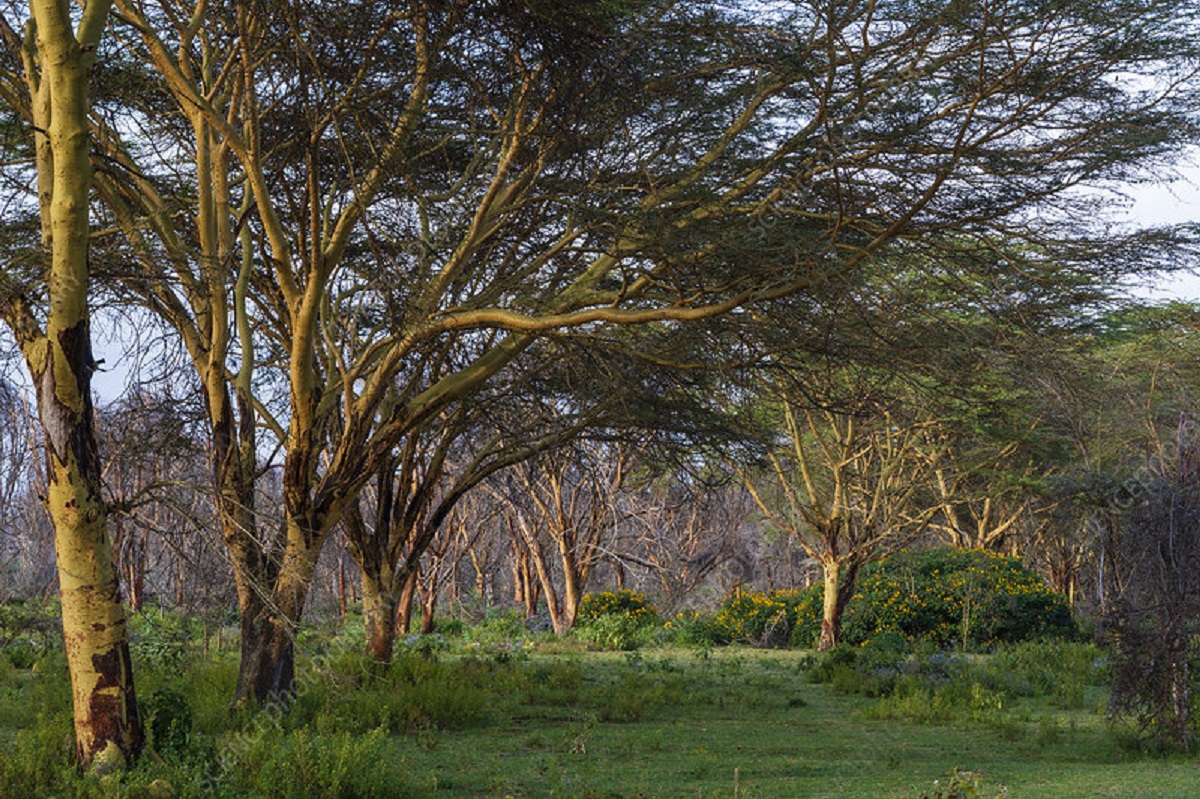 ZimParks Warns Of Acacia Tree Wipeout In Hwange National Park ⋆ Pindula ...