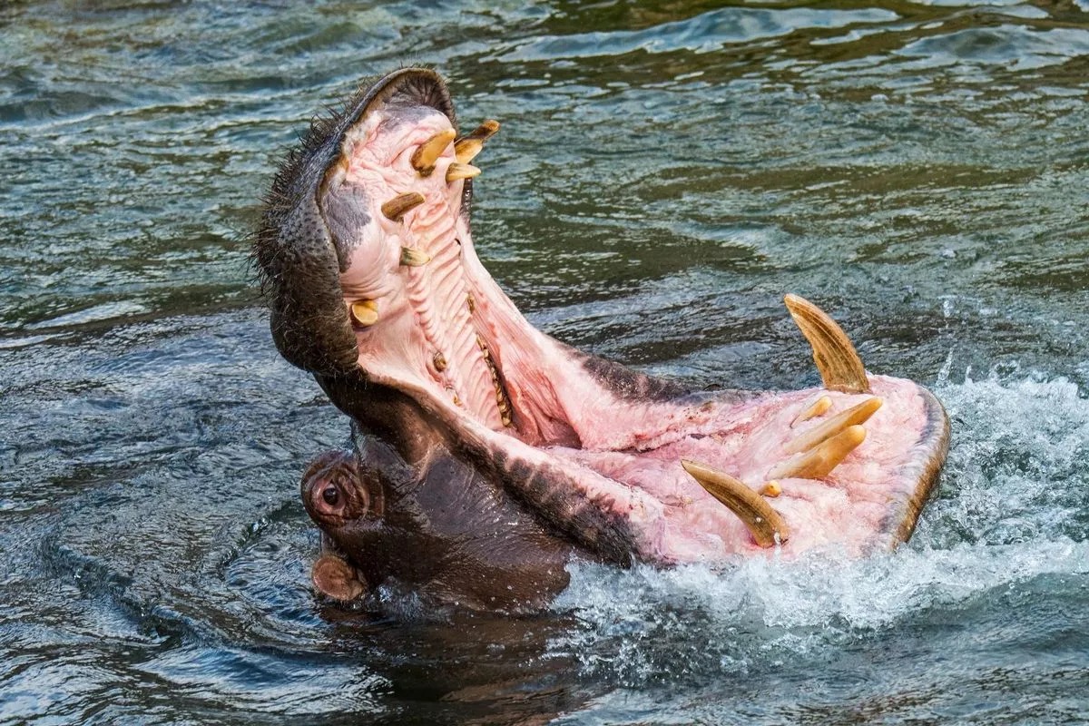 Safari Tour Guide Says "I Was Relieved" As He Sat Inside Hippo's Jaws ...